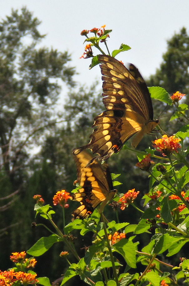 Using Georgia Native Plants: July 2018