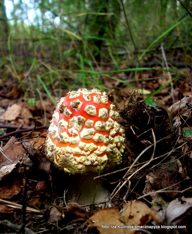 Grzyby gatunkami: Muchomor czerwony | Smaczna Pyza