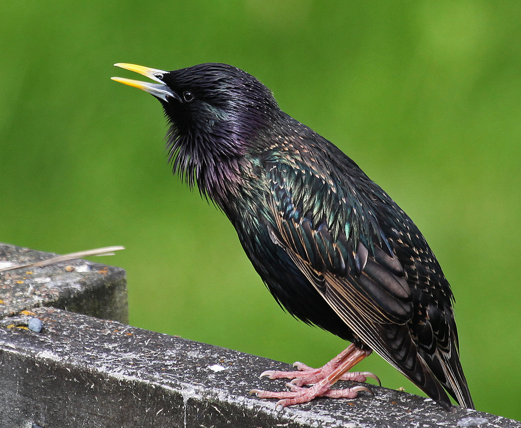 STARLING BIRD photos - wallpapers | the fun bank
