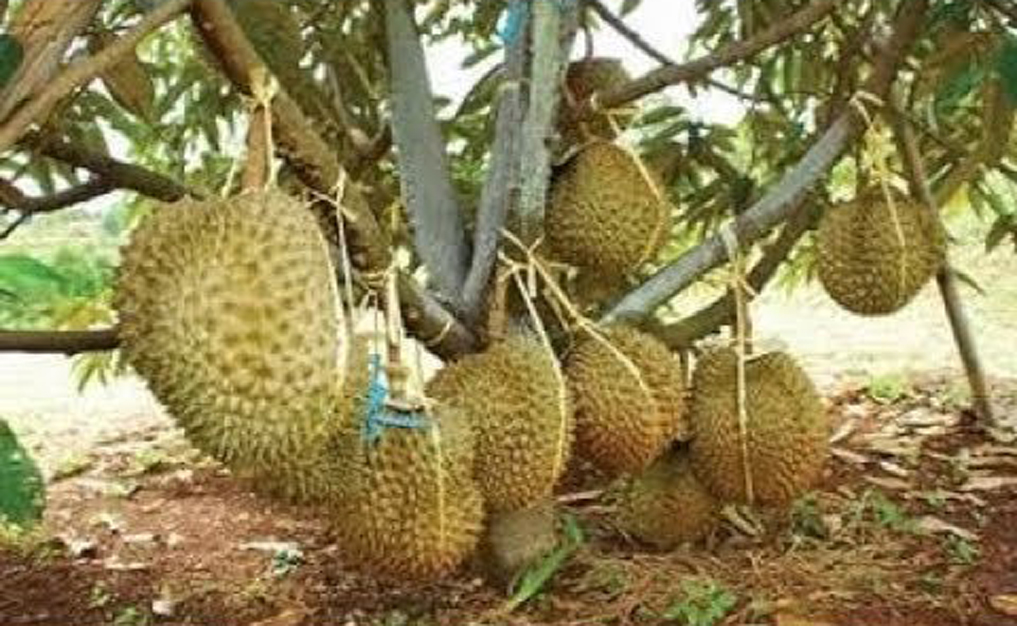 Berbagai ragam Jenis Durian Unggul Populer Asli Indonesia serta Ciri ...
