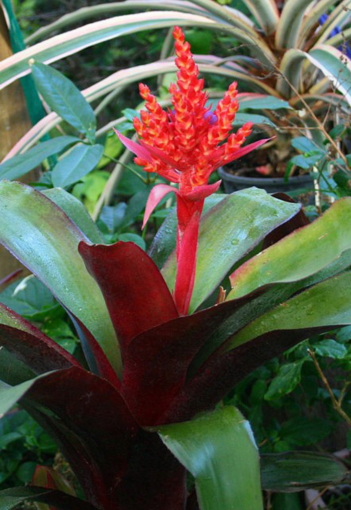 Bromeliads "My Collection": Aechmea, Billbergia,Guzmania, Honey Bird ...