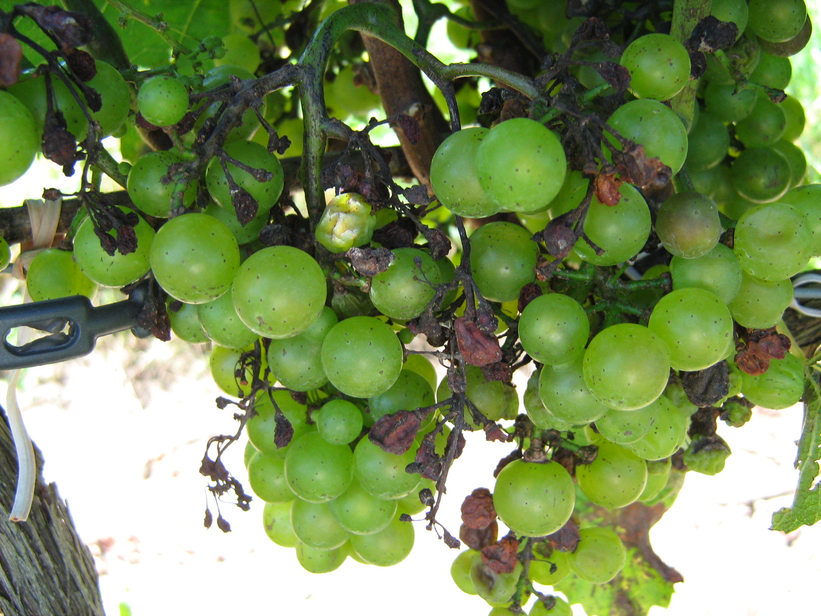 Consultoria em Viticultura: O MÍLDIO DA VIDEIRA