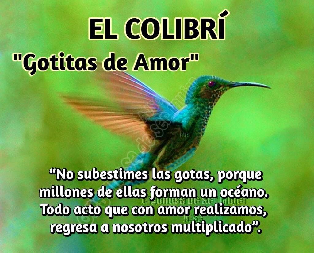 LA BELLEZA DE UN COLIBRÍ: EL COLIBRI