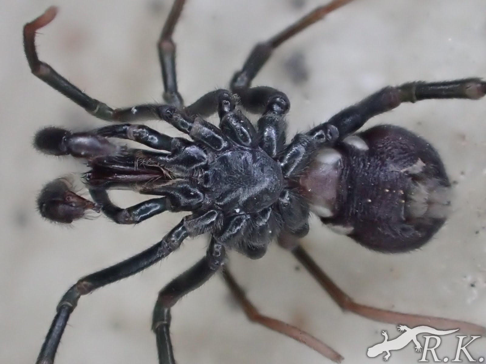 小さな隣人たちの世界: ワスレナグモ Calommata signata Karsch, 1879