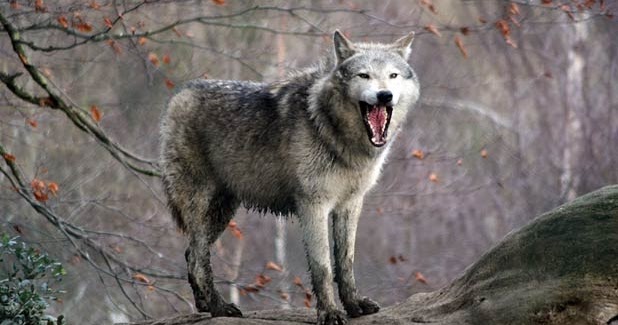 White Wolf : Scottish Furniture Heir plans to bring Wolves and Bears ...