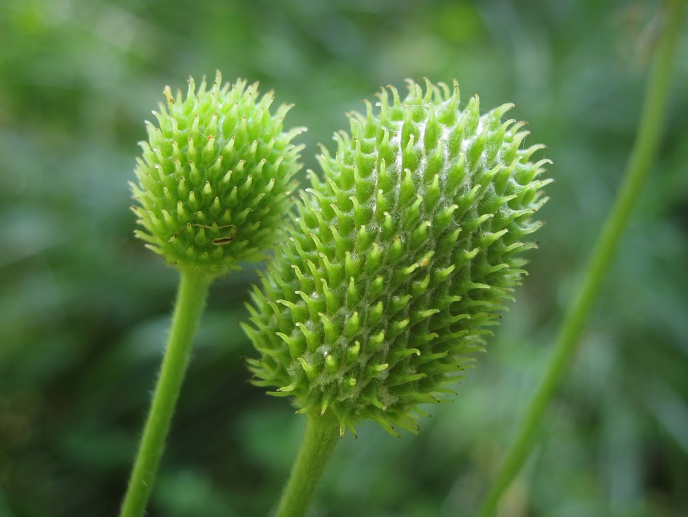 gardening with turtles: Thimbleweed