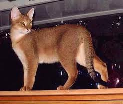 Domestic Cat Breeds in the USA: Caracat