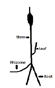 Notes: The Trouble with Thypha (Cattail)