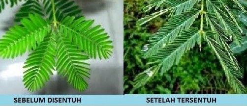 8 Ciri-Ciri Makhluk Hidup - Amazing Blogssz Shadow