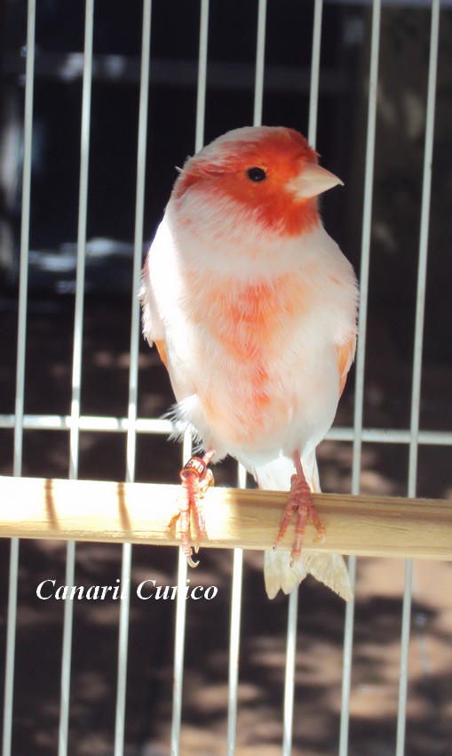 Canaril Curico - Canário de Cor: Vermelho Mosaico