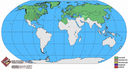 Temperate Climate Permaculture: Spotted: Snow Bunting - an Artic visitor!