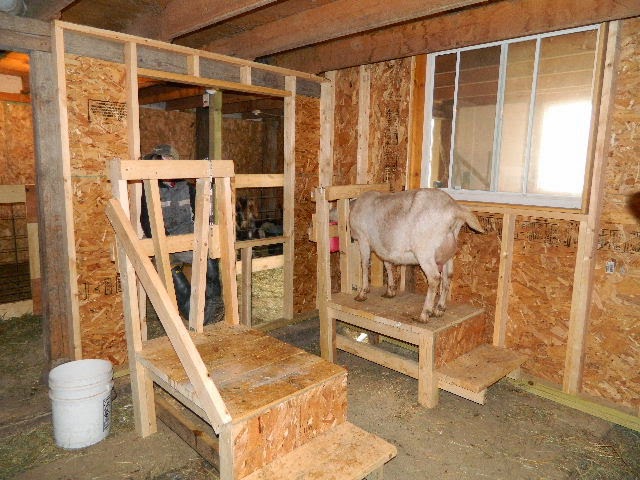 OurCrazyFarm: Goat Stands
