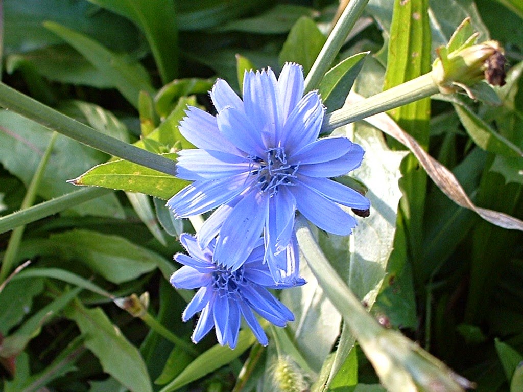 ΠΙΚΡΑΛΙΔΑ - Cichorium Intybus | ΒΟΤΑΝΟΘΕΡΑΠΕΙΑ . ΘΕΡΑΠΕΥΤΙΚΑ ΦΥΤΑ ΚΑΙ ...