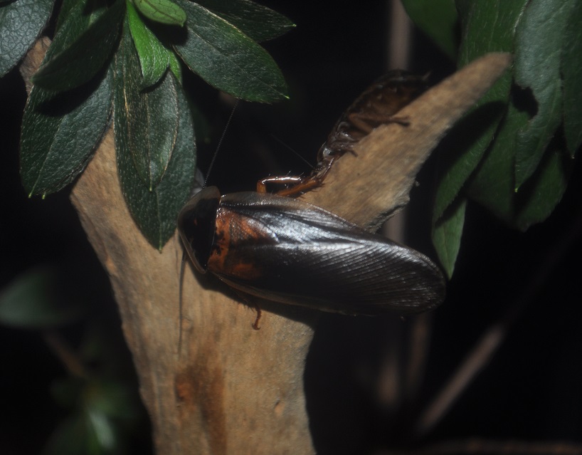 ZOOTOGRAFIANDO (6.096 ANIMALS): CUCARACHA DUBIA / DUBIA COCKROACH ...