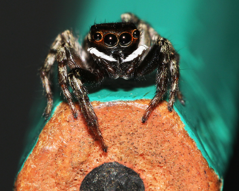 André Bernard - Fotografia de Natureza: Aranha papa-mosca ou saltadora