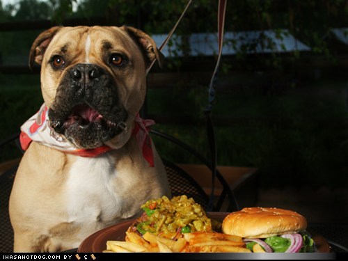 Free Images - Free Photos - Just For Fun: dog cheeseburger