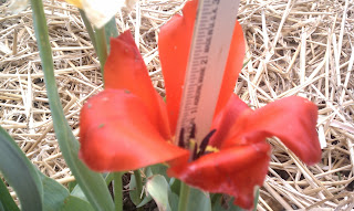 Science Gal: How do you recognize parts of an inch?