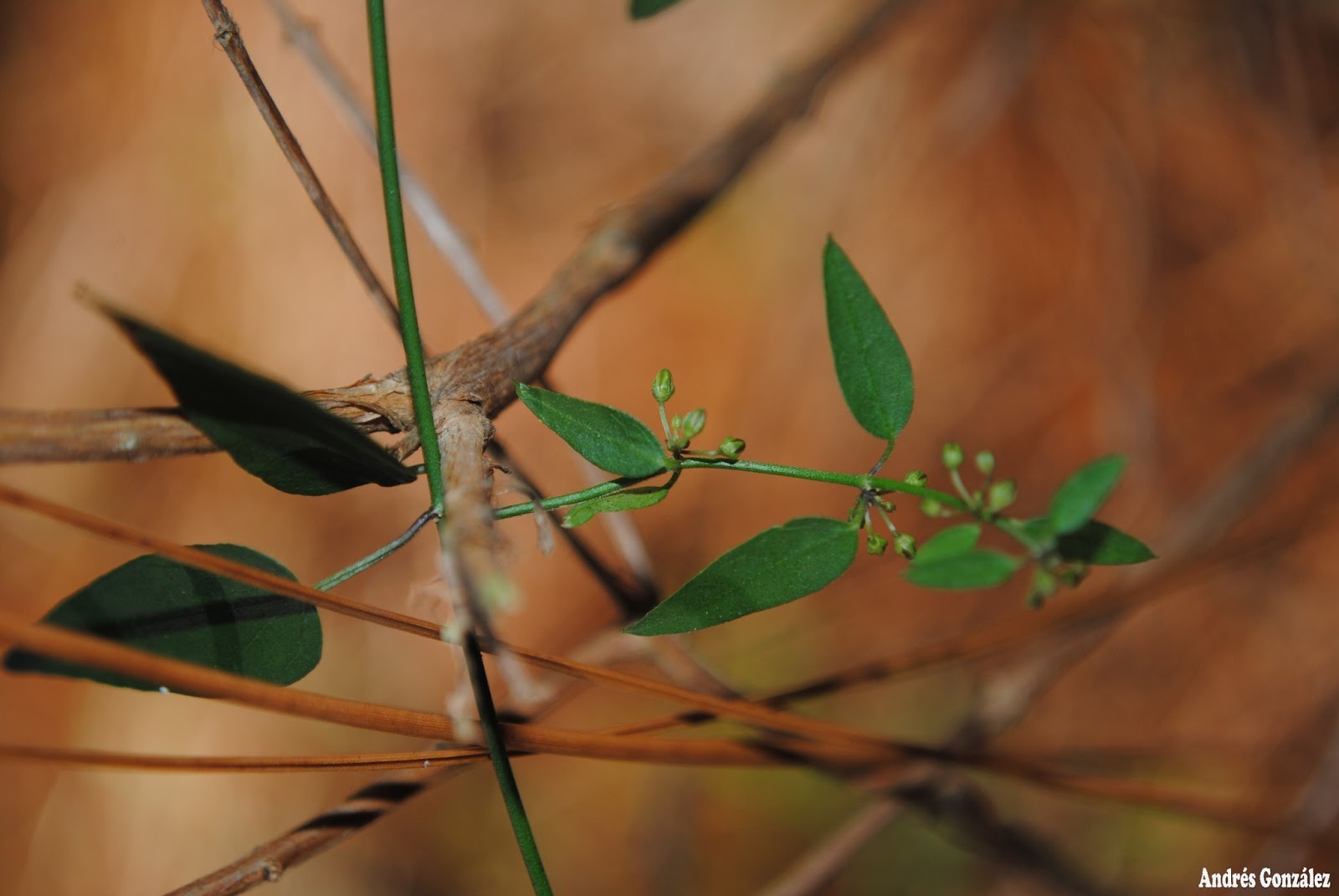 FOTOS DE FLORA NATIVA Y ADVENTICIAS DE URUGUAY : Orthosia virgata ...