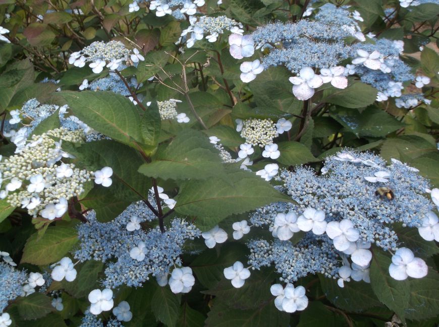 Future Plants by Randy Stewart: Hydrangea - Other Species