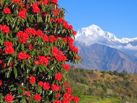 Travel Chew: Wild Rhododendron Beauty in the Himalayas of Nepal.