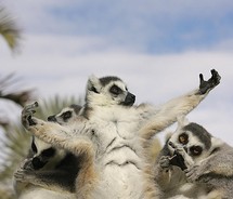 Funny Animals: Funny Lemur