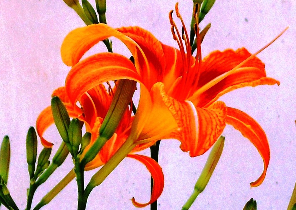 पुष्‍पांजलि: प्रकृति मां