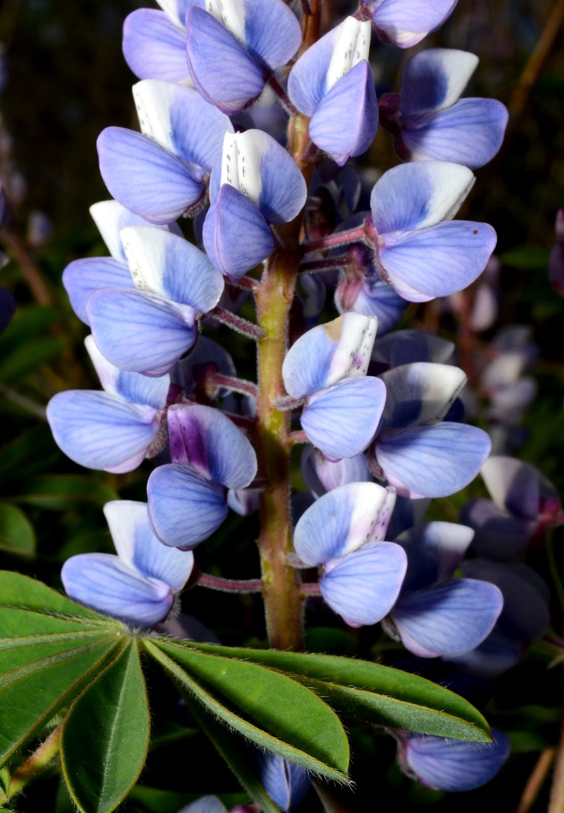 Get Your Botany On!: Wild Lupine, Sundial
