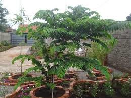 JUAL POHON KERSEN | POHON TALOK