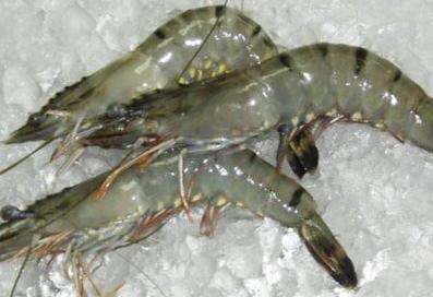 Supplier Ikan Malang