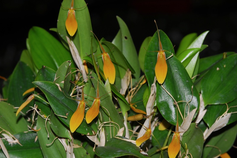 Restrepia brachypus care and culture | Travaldo's blog