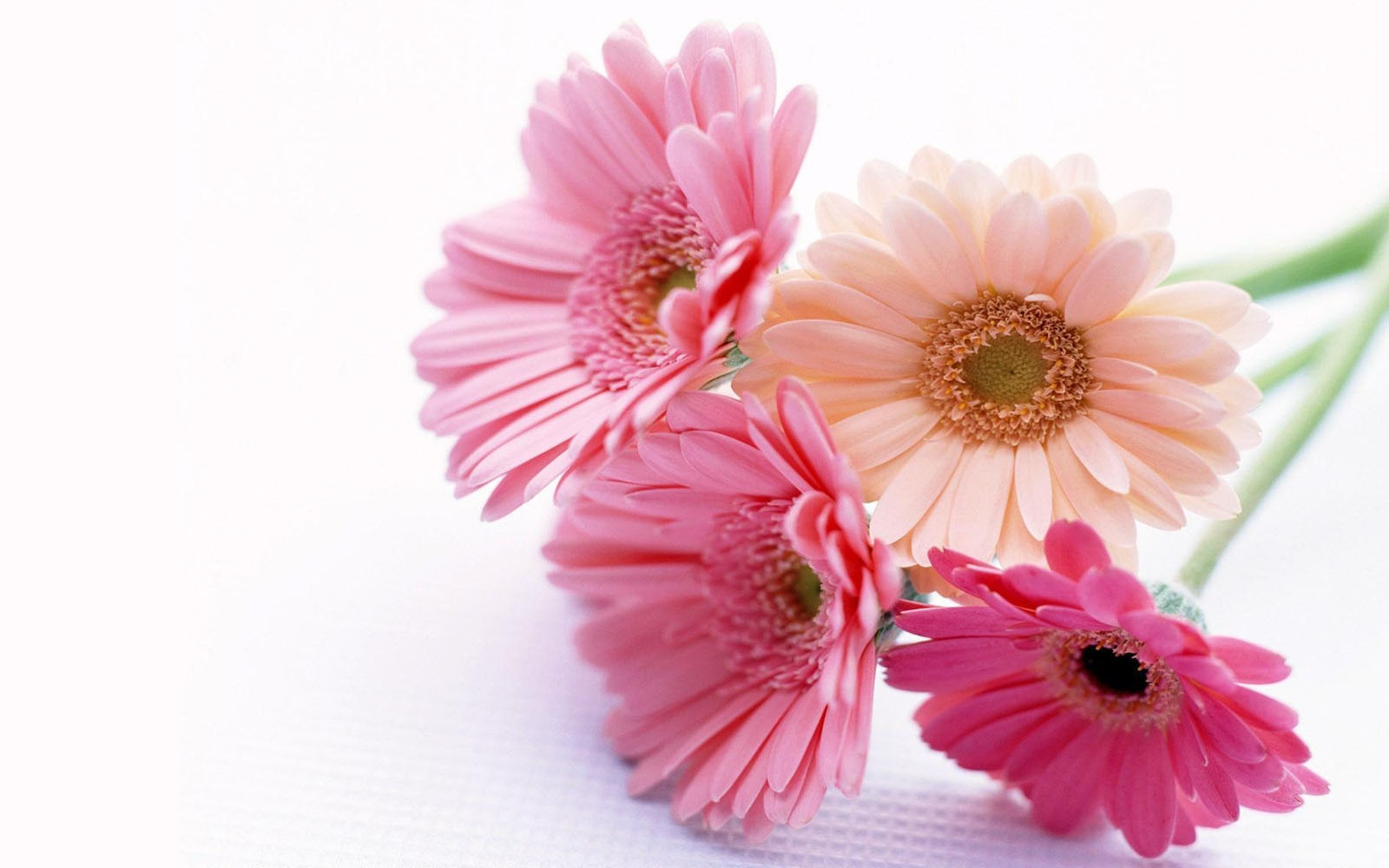 wallpapers: Gerbera Flowers Wallpapers ~ Free Cool Wallpapers