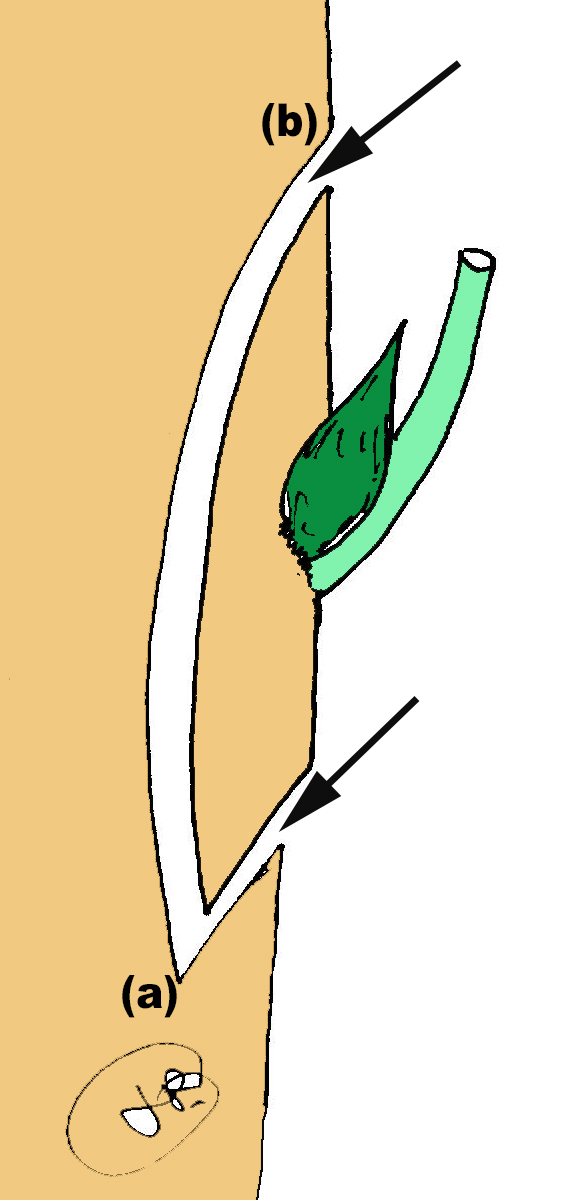 chip-budding 03-04-05 récolte greffons lune asc. 11p1*