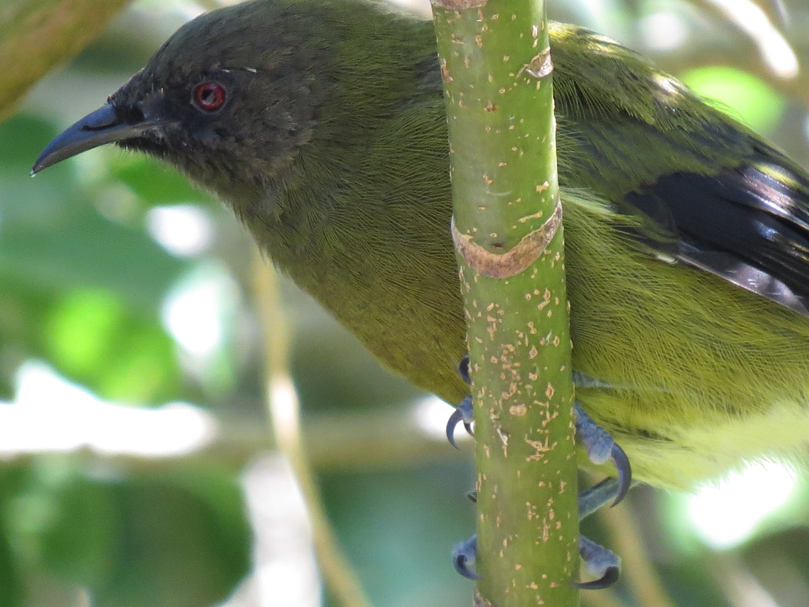 Puffin and Friends: ニュージーランドミツスイ New Zealand Bellbird (Korimako,makomako)