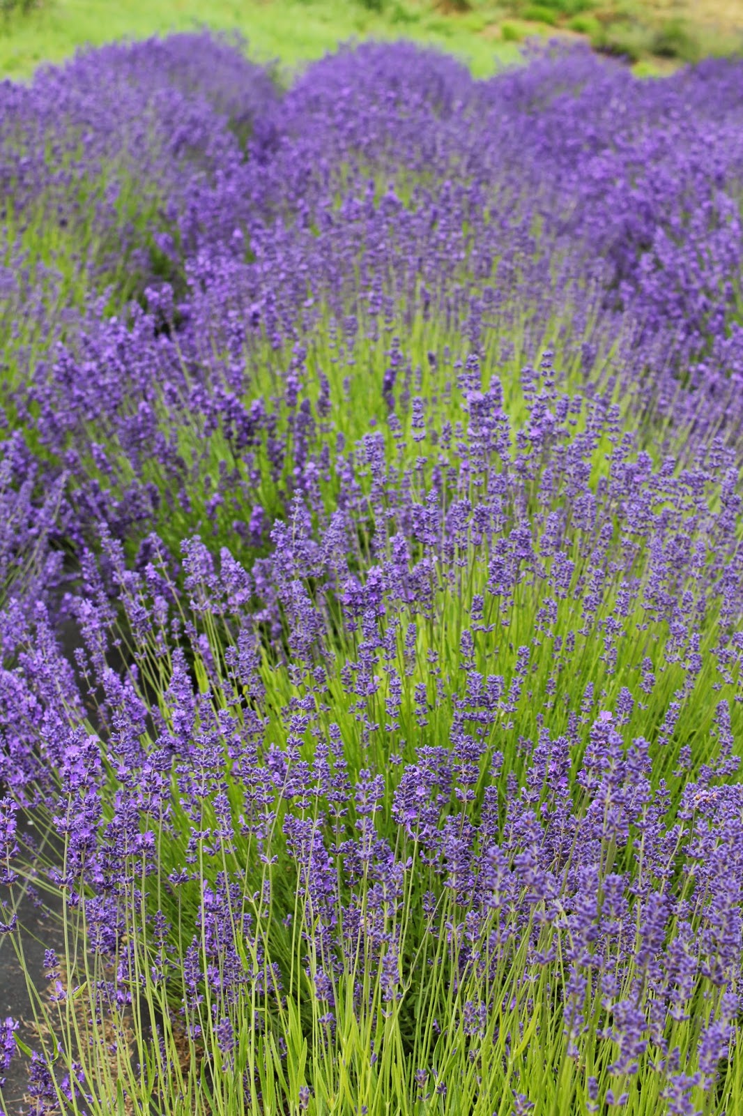 Scrap Happiness: Taking a Trip Down Lavender Lane