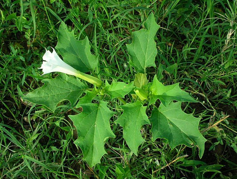 Le Piante e Noi: GLI STRAMONI