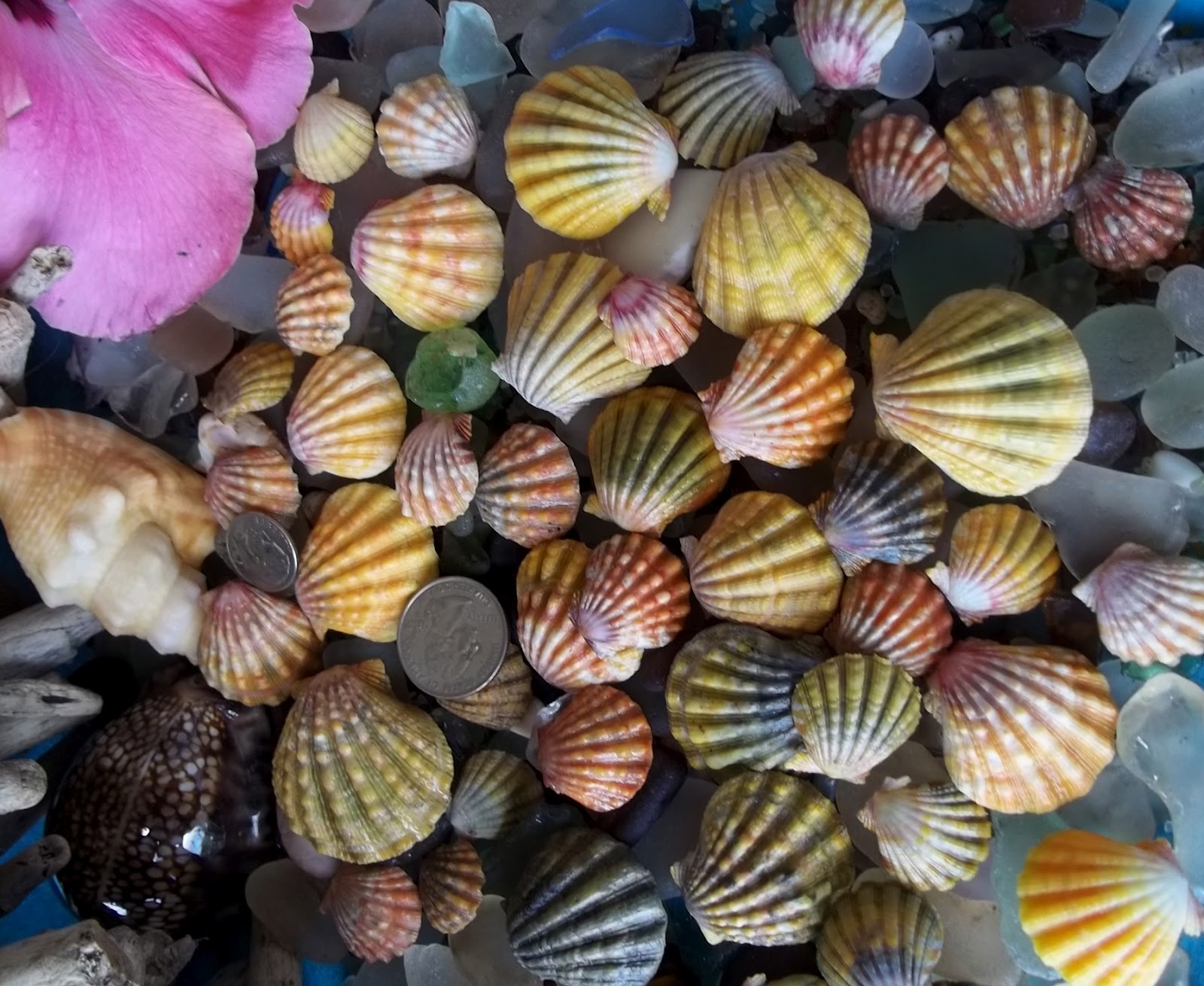 Diederich's Art Blog: Sunrise Shell Necklaces of Hawaii