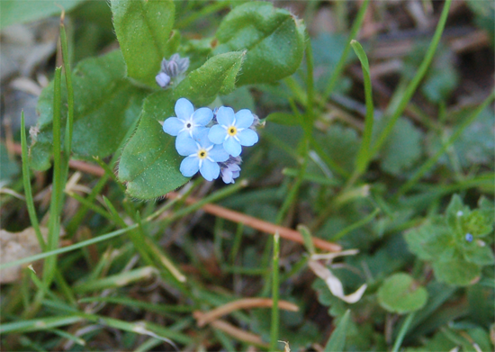 Michigan Wildflowers 2012: May 26: Fields of Forget-Me-Nots: Proof of ...