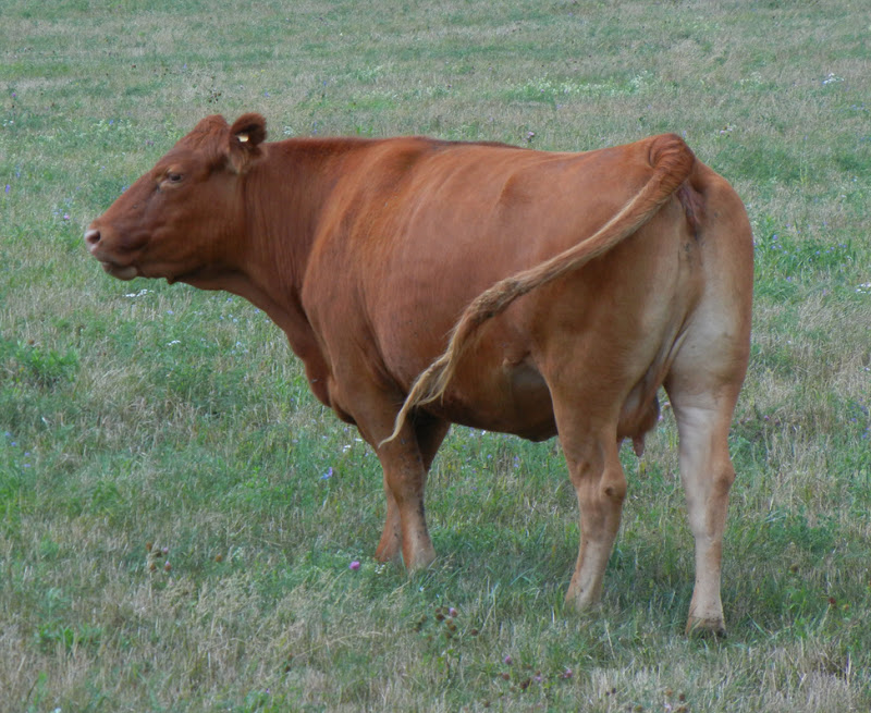 Ronna's Blog: How Now Brown Cow