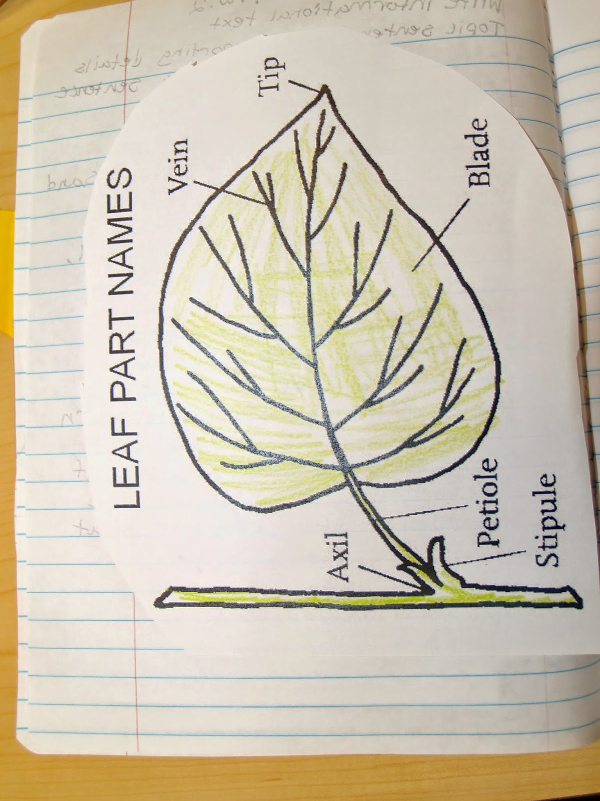 Classifying Leafs, Incorporating Common Core ELA Standards Into Science ...