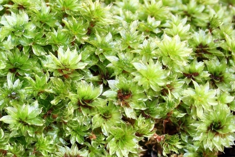 Medellín Re Vista: Musgo (Medellín, Colombia)