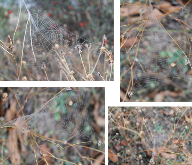 MissMelvilleMeanders: The Great Spider Web Hunt