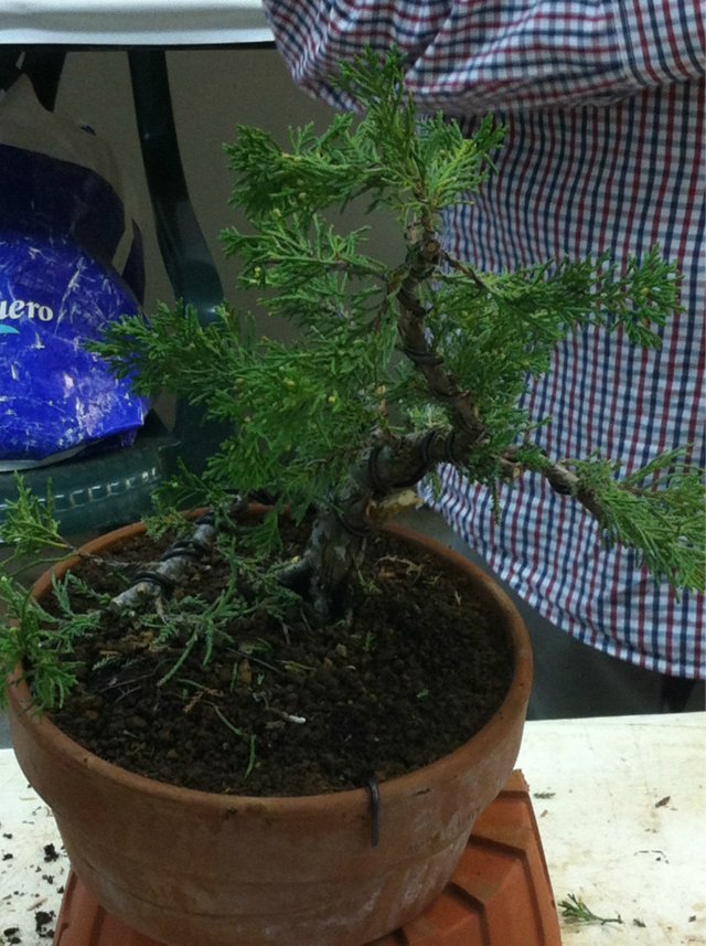 Fran Bonsai: UN JUNIPERO RASTRERO QUE LEVANTA LA CABEZA