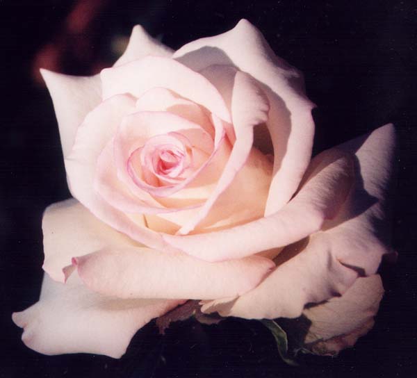 Geschmackssachen.: So schmeckt der Name der Rose.