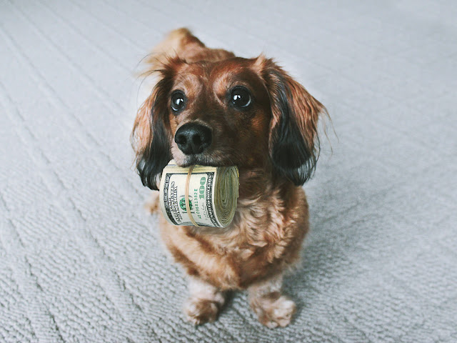 6 Ways You Can Make Money Working With Dogs - Doglopedix