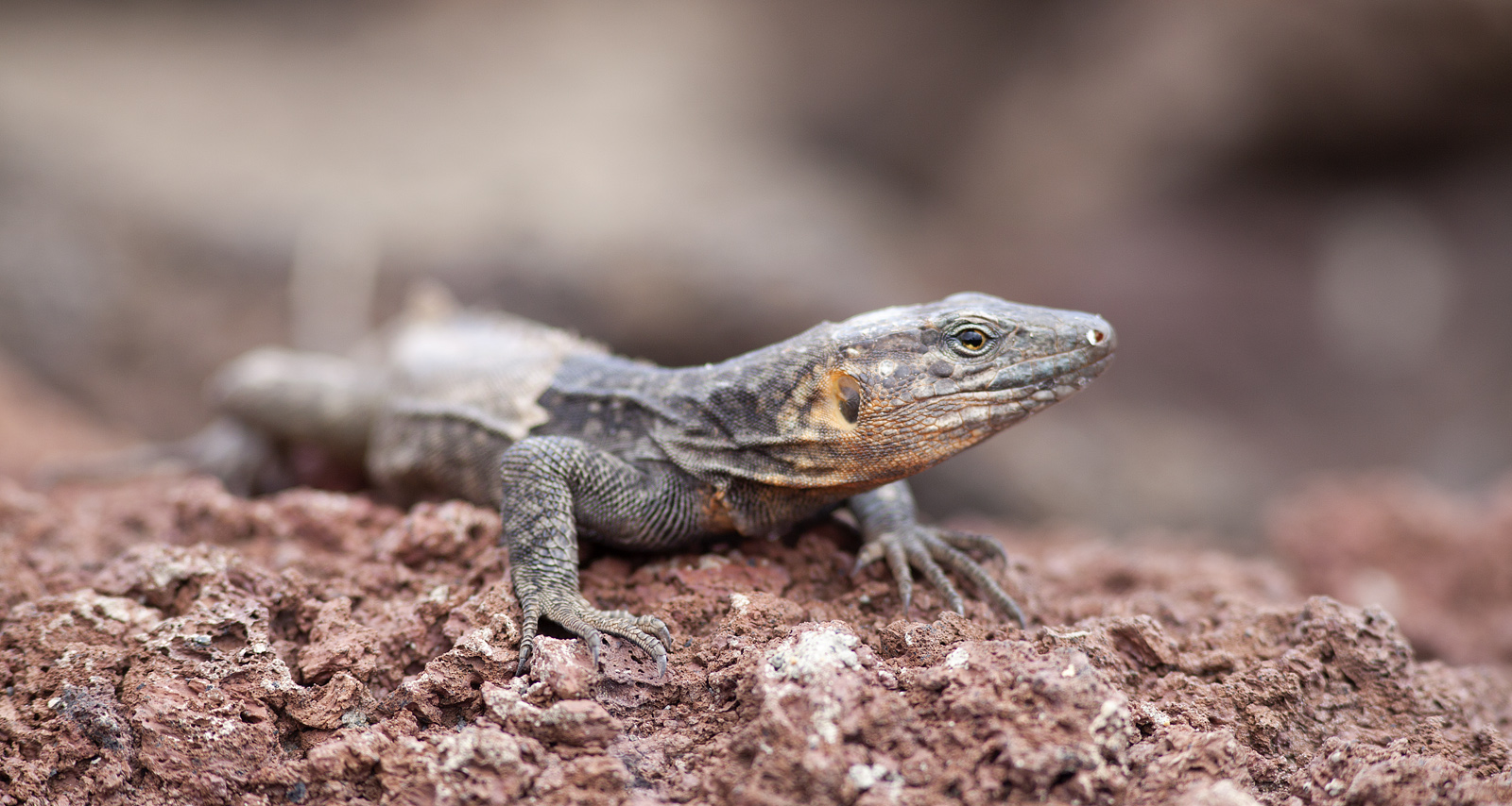 Olar Barndõk fotoblog: Gran Canaria sisalik