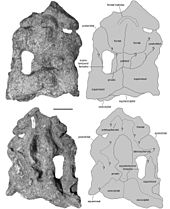 California State Dinosaur