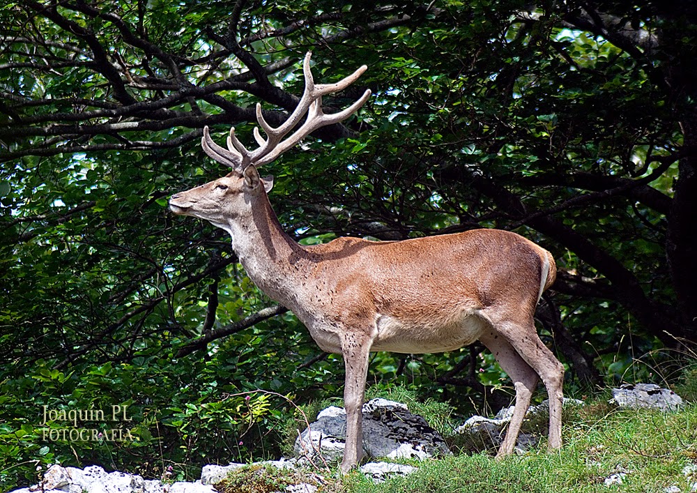 FOTO Y VIDA SALVAJE: "LOS SEÑORES DEL BOSQUE"