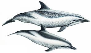 Argentina nativa: Delfín moteado (Stenella attenuata)