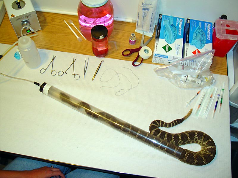 Ophidiophilia: Rattlesnake Research at Cal Poly