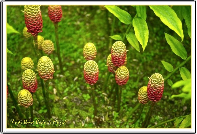 Goresan Mutiara Tanganku: Bangle ( Zingiber purpureum Roxb )